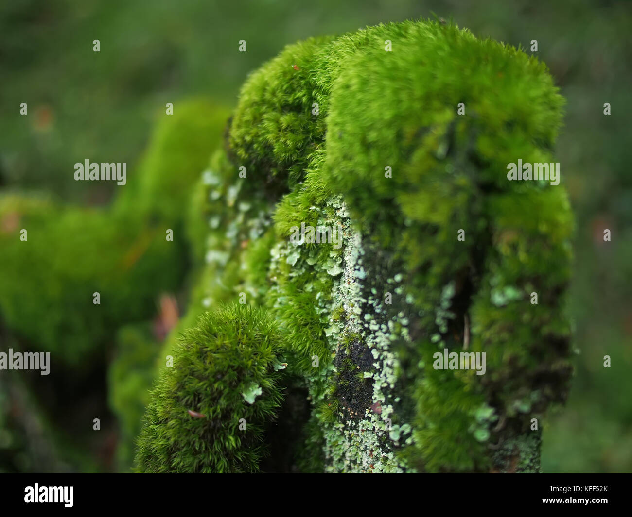 moss on a stump Stock Photo - Alamy