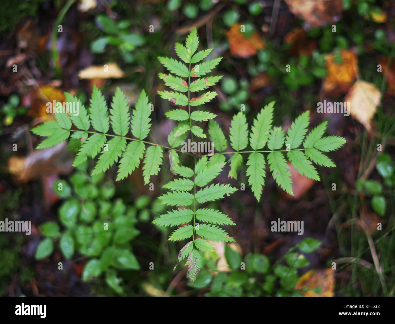 a little rowan in the forest Stock Photo - Alamy