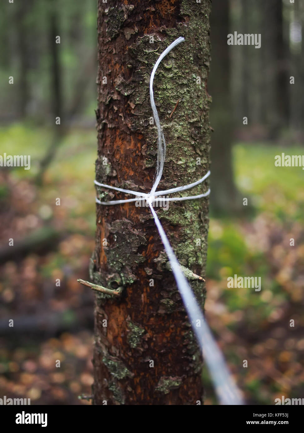 nylon rope on the tree trunk Stock Photo - Alamy