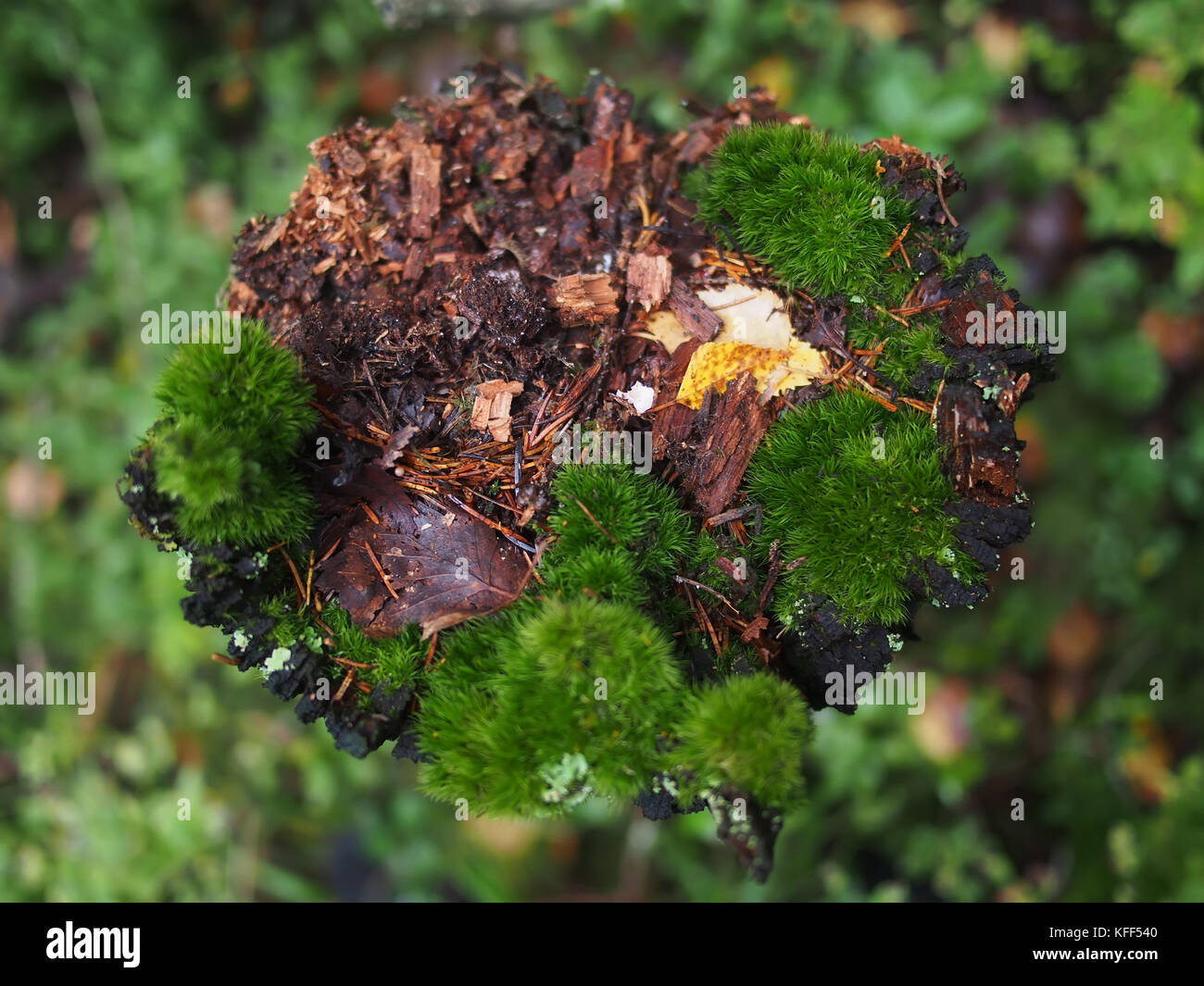 moss on a stump Stock Photo - Alamy