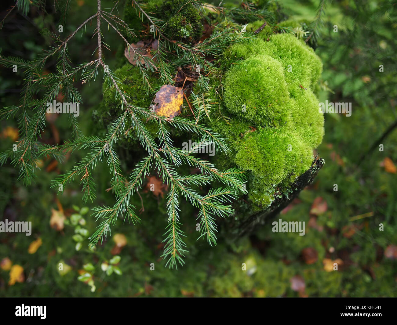 moss on a stump Stock Photo - Alamy