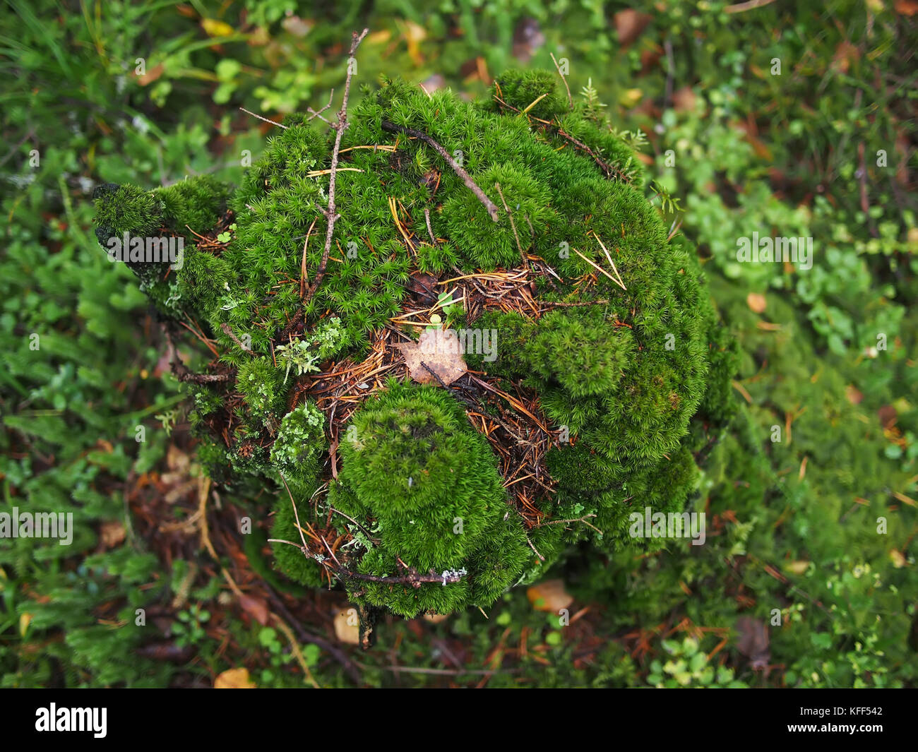 moss on a stump Stock Photo - Alamy