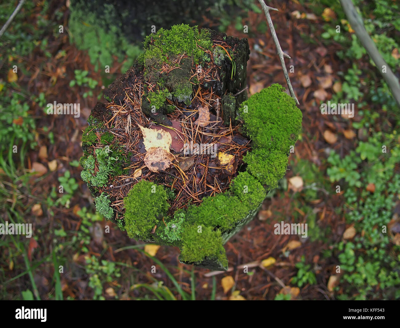 moss on a stump Stock Photo - Alamy