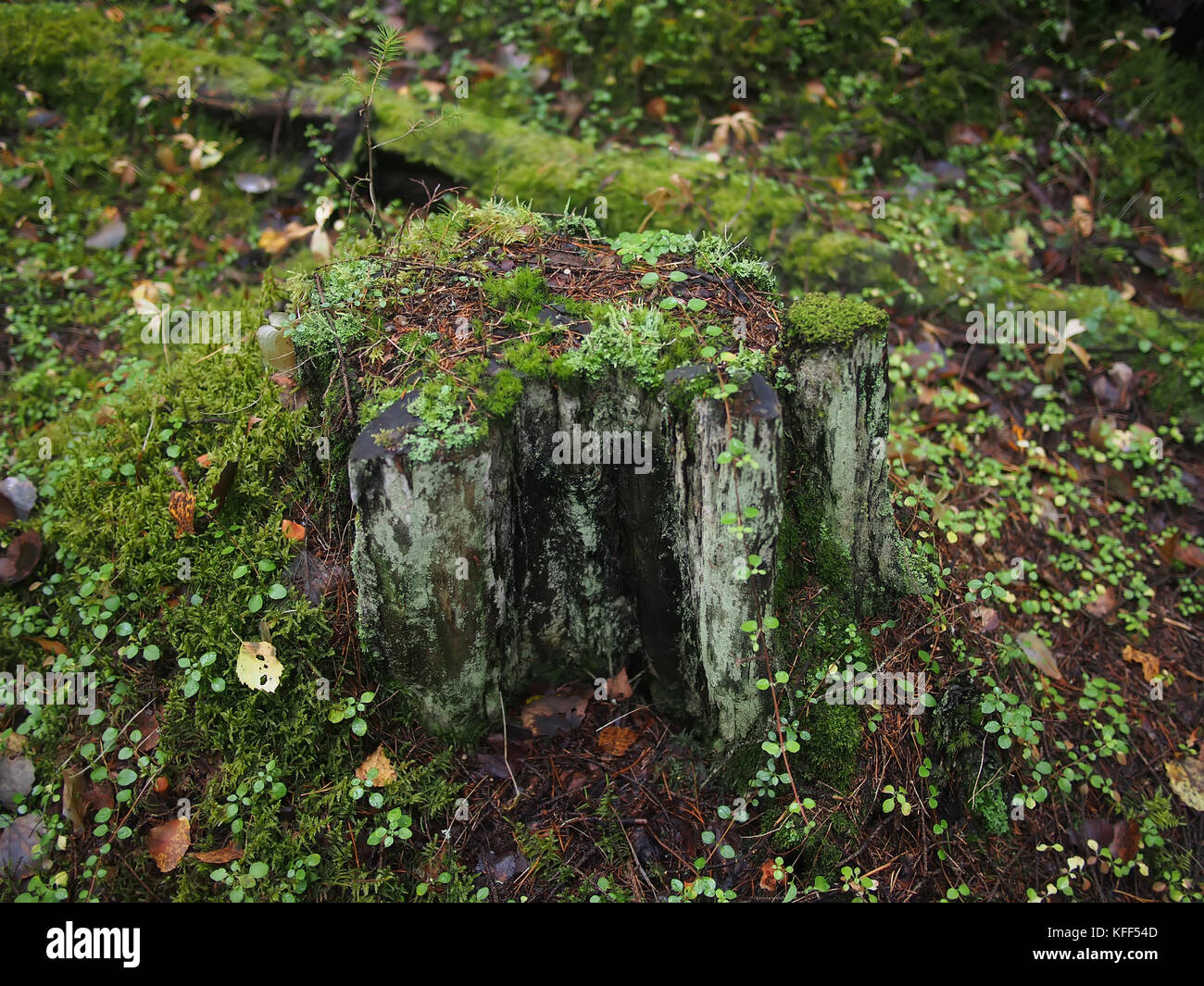 moss on a stump Stock Photo - Alamy