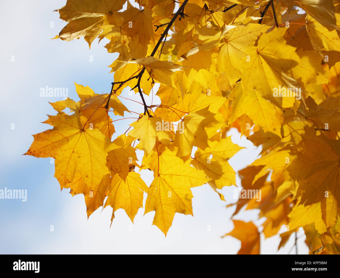 yellow leaves in the park. Autumn Stock Photo - Alamy