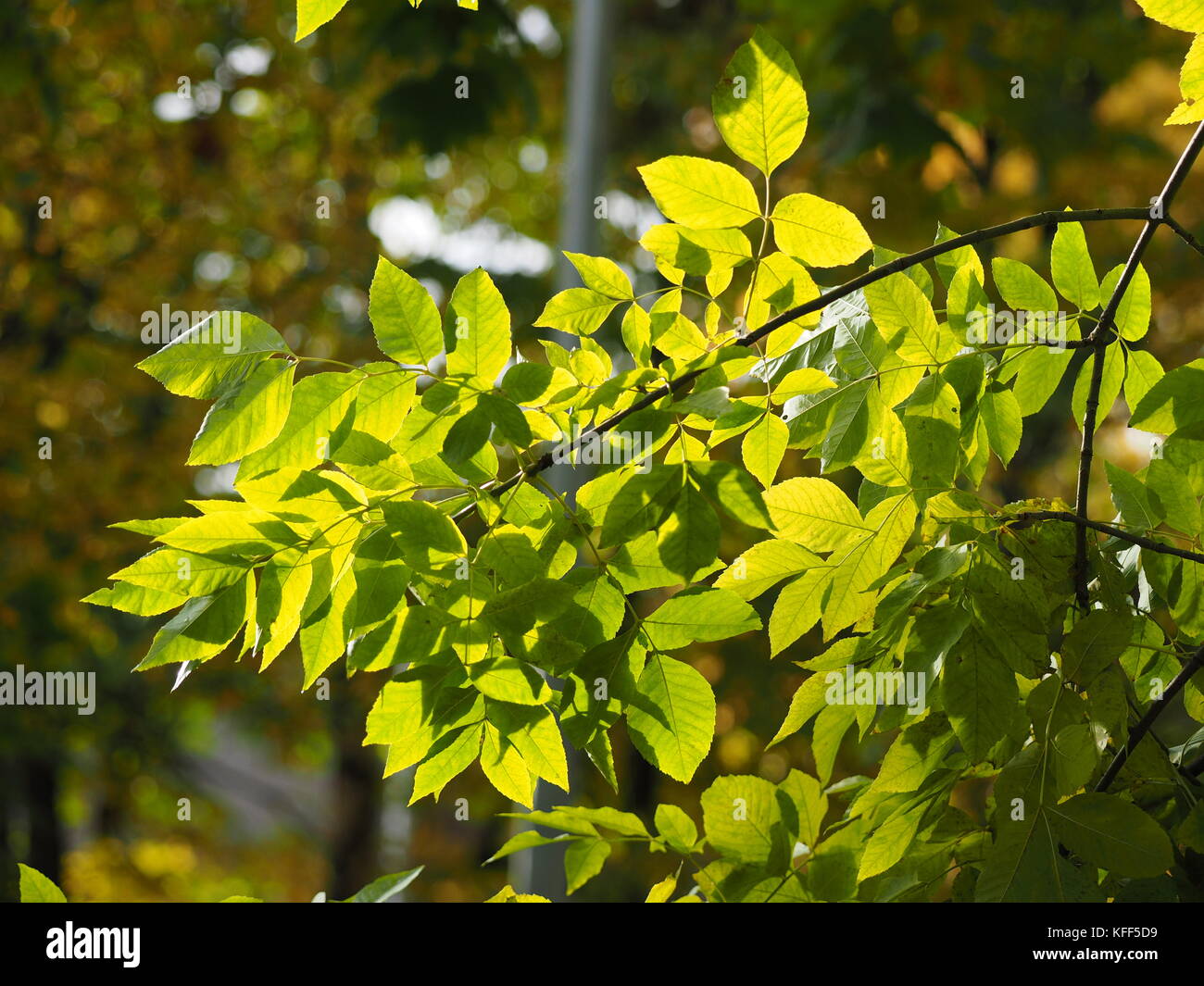 yellow leaves in the park. Autumn Stock Photo - Alamy