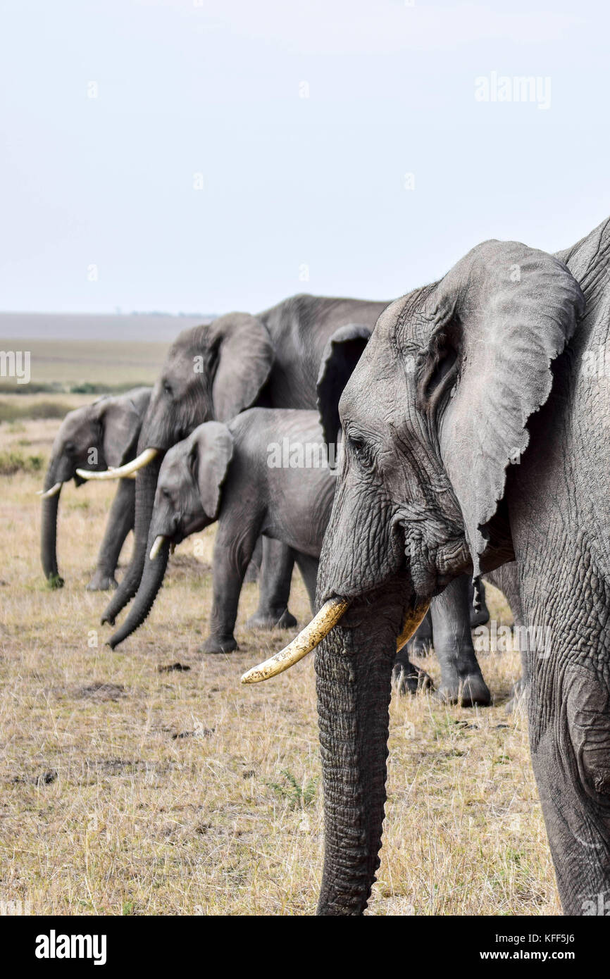 Elephants line kenya hi-res stock photography and images - Alamy