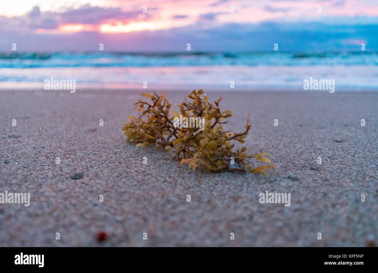 Close up seaweed waves hi-res stock photography and images - Alamy