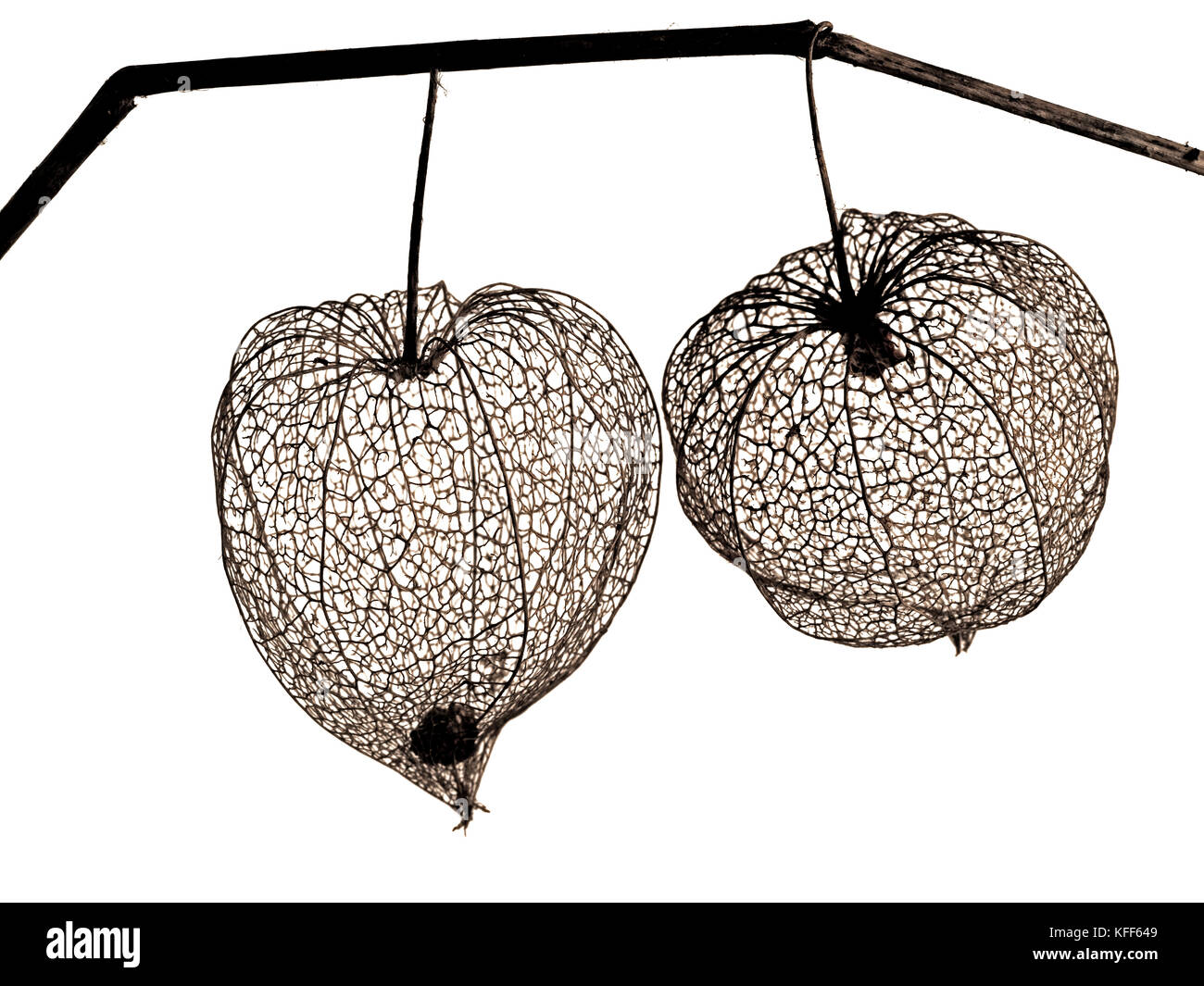 Skeletons seed pods hi-res stock photography and images - Alamy