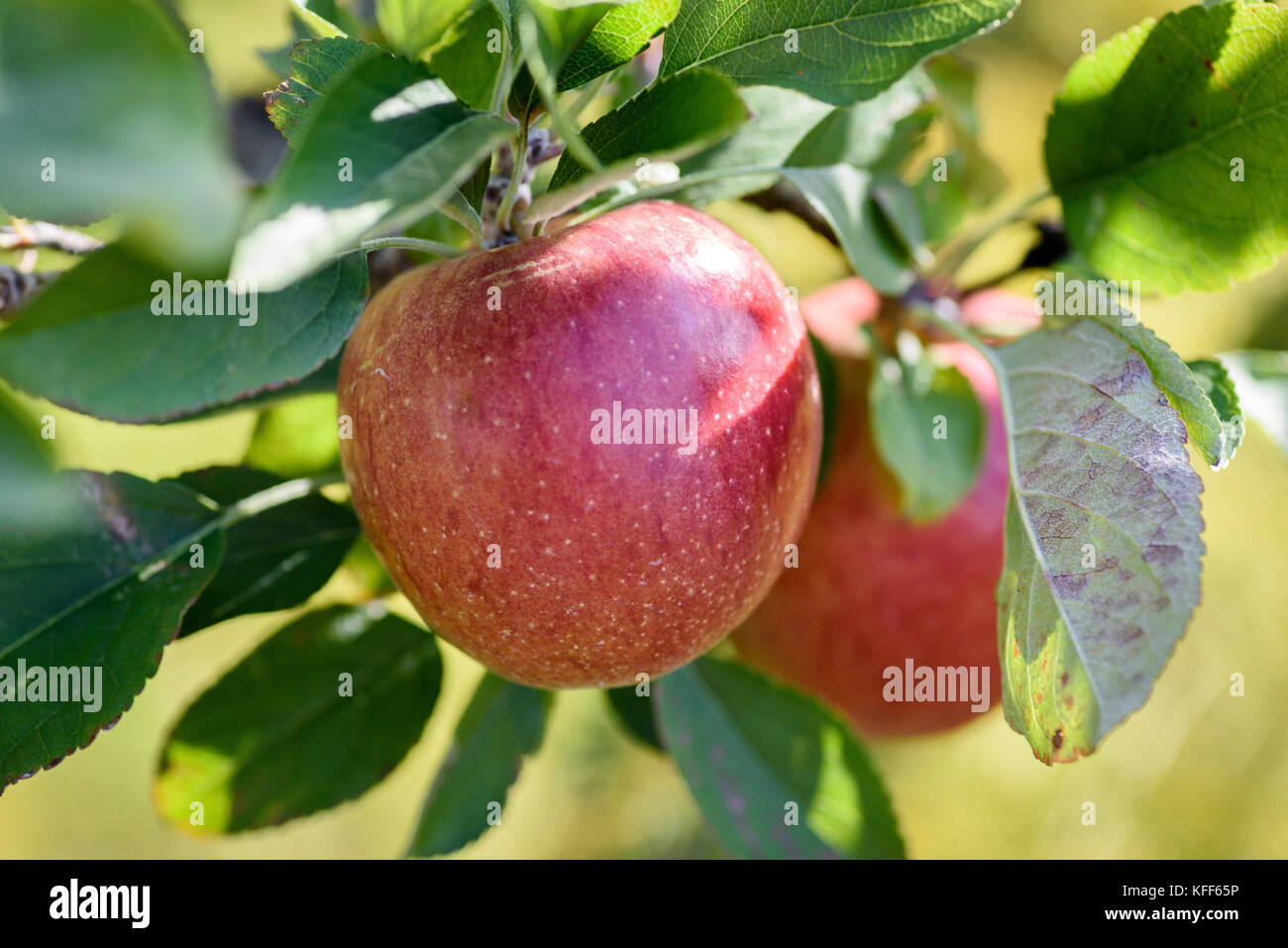 bright red apples hanging from tree branch in sunlight Stock Photo - Alamy