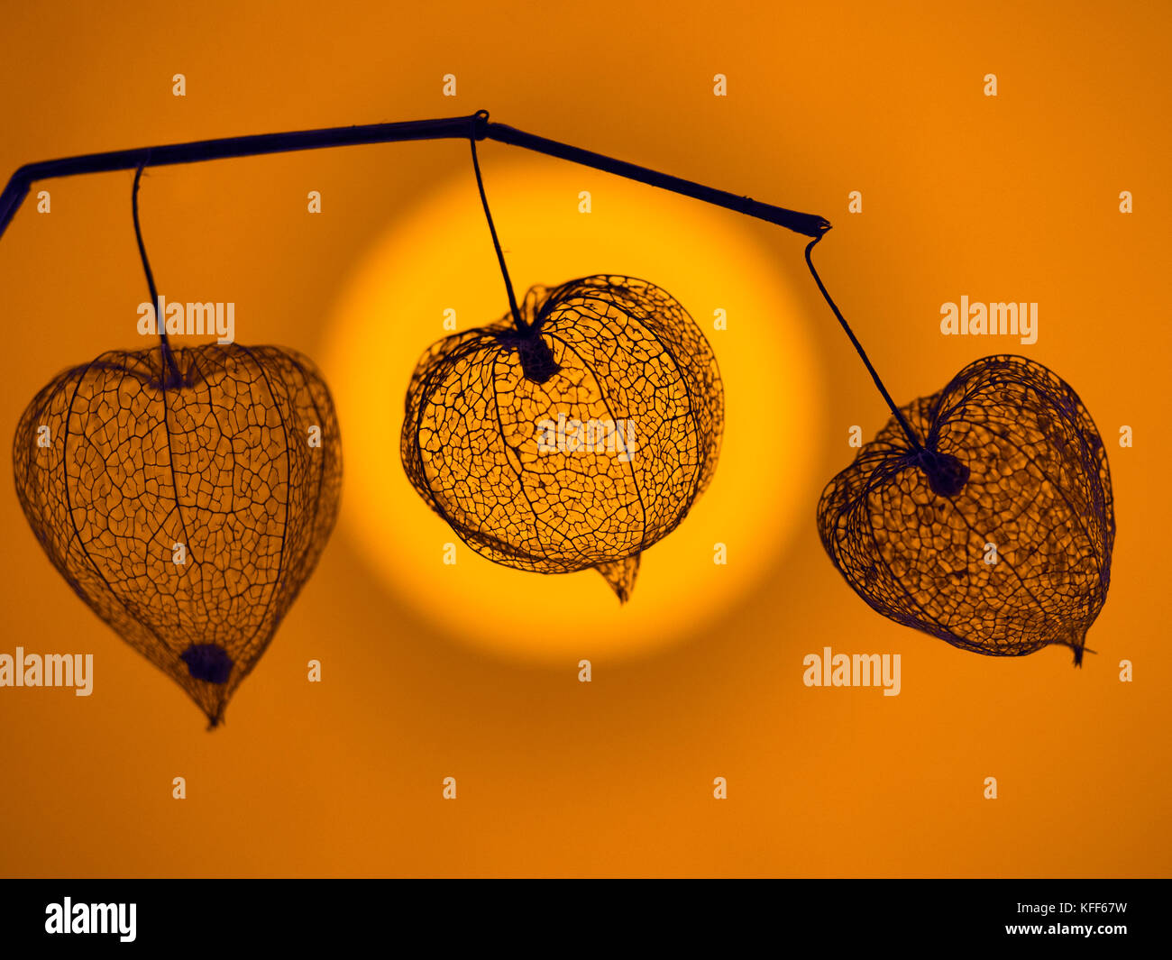 Skeletons seed pods hi-res stock photography and images - Alamy