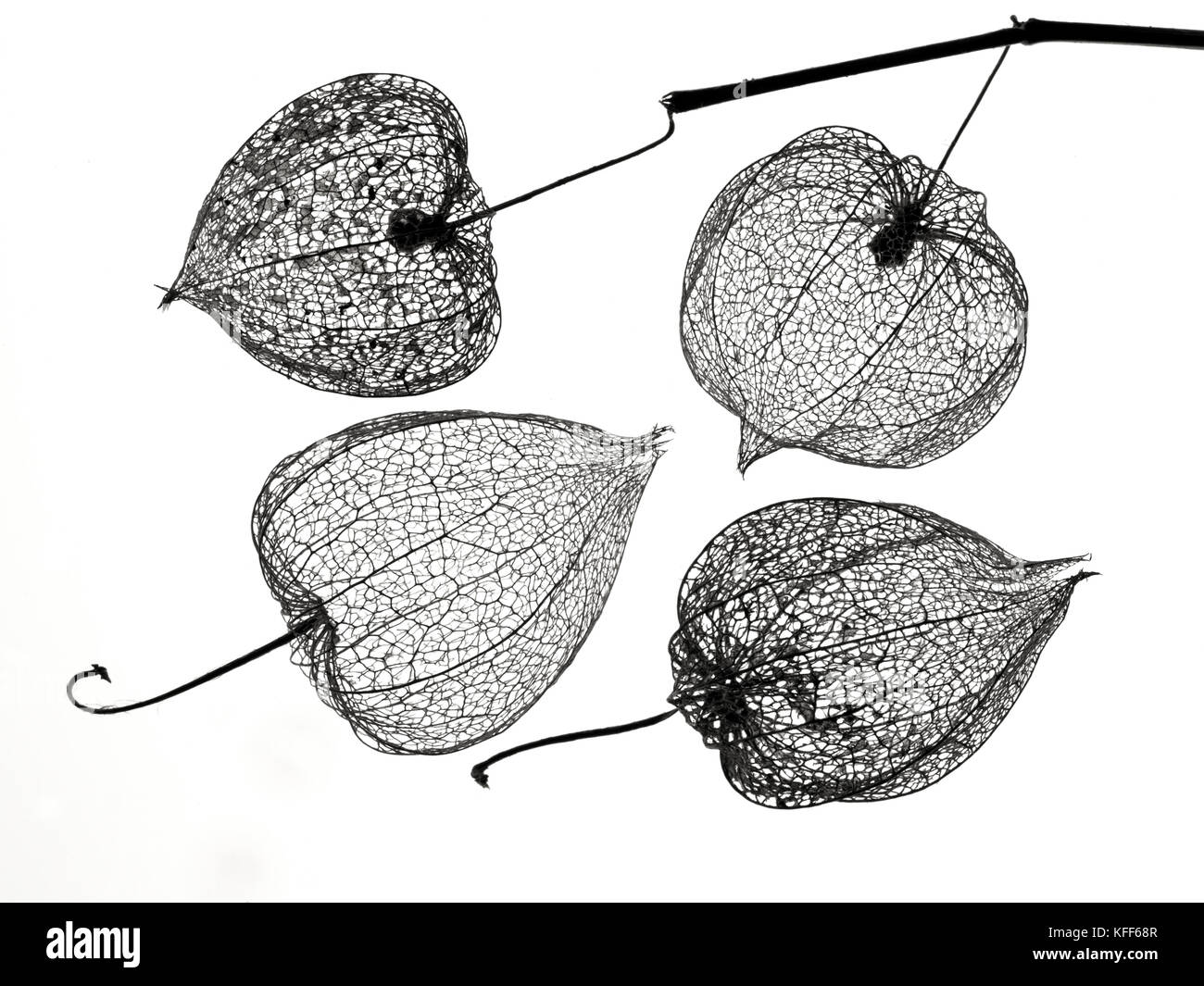 Skeletons seed pods hi-res stock photography and images - Alamy