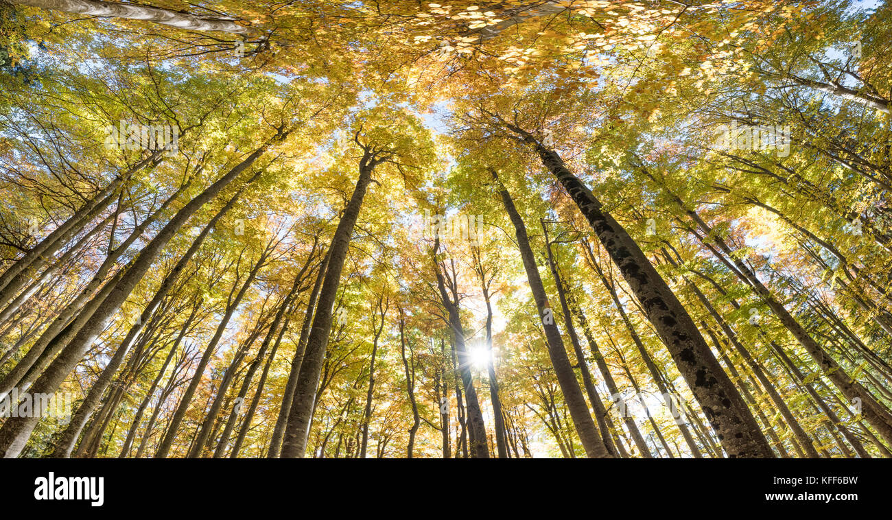 golden October in forest with beautiful beech trees Stock Photo - Alamy