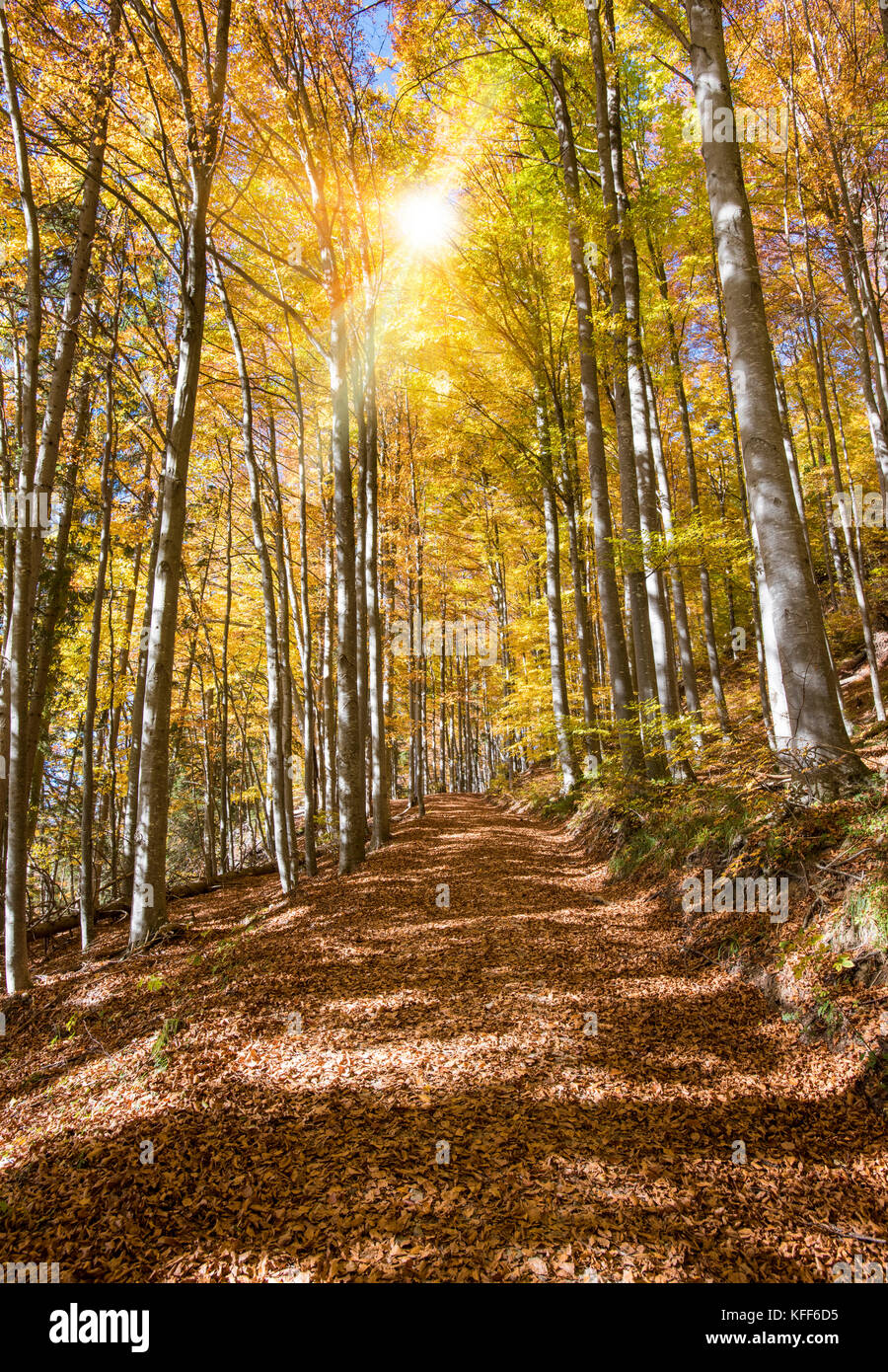 Beautiful beech trees hi-res stock photography and images - Alamy