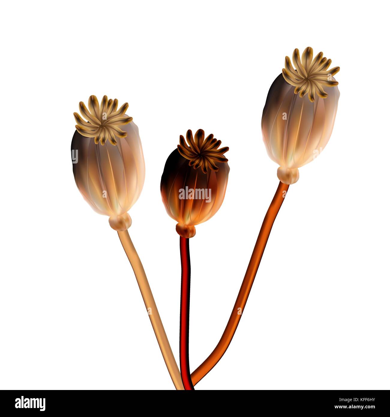 Closeup poppy seeds opium Stock Vector Images - Alamy