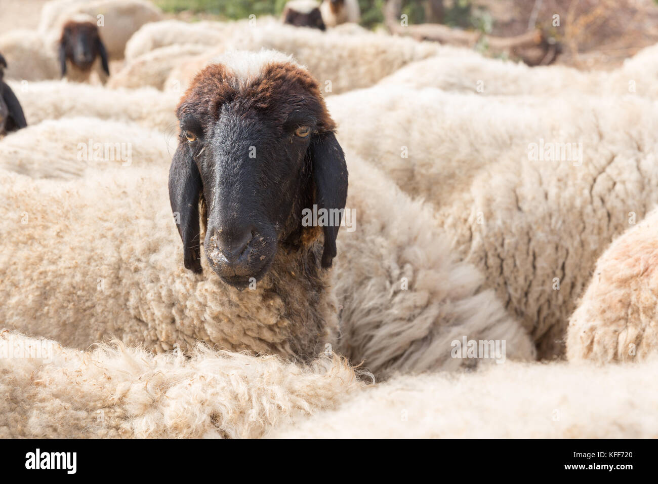 India Sheep High Resolution Stock Photography and Images - Alamy