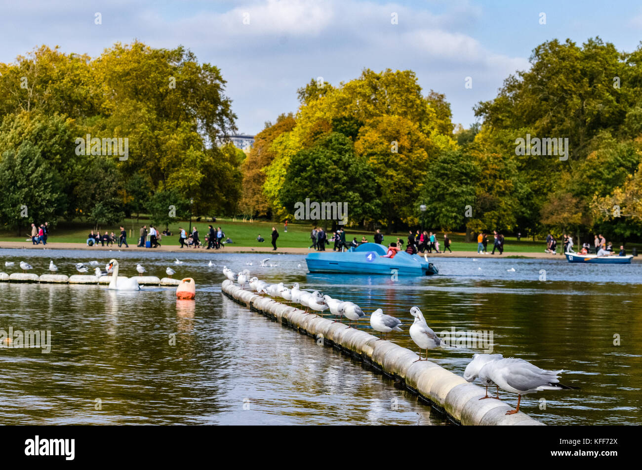 Pigeons and people on the Serpentine, Hyde Park Stock Photo - Alamy