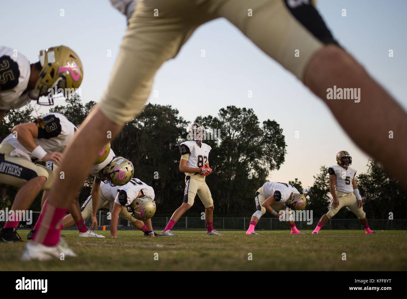 Wiregrass hi-res stock photography and images - Alamy