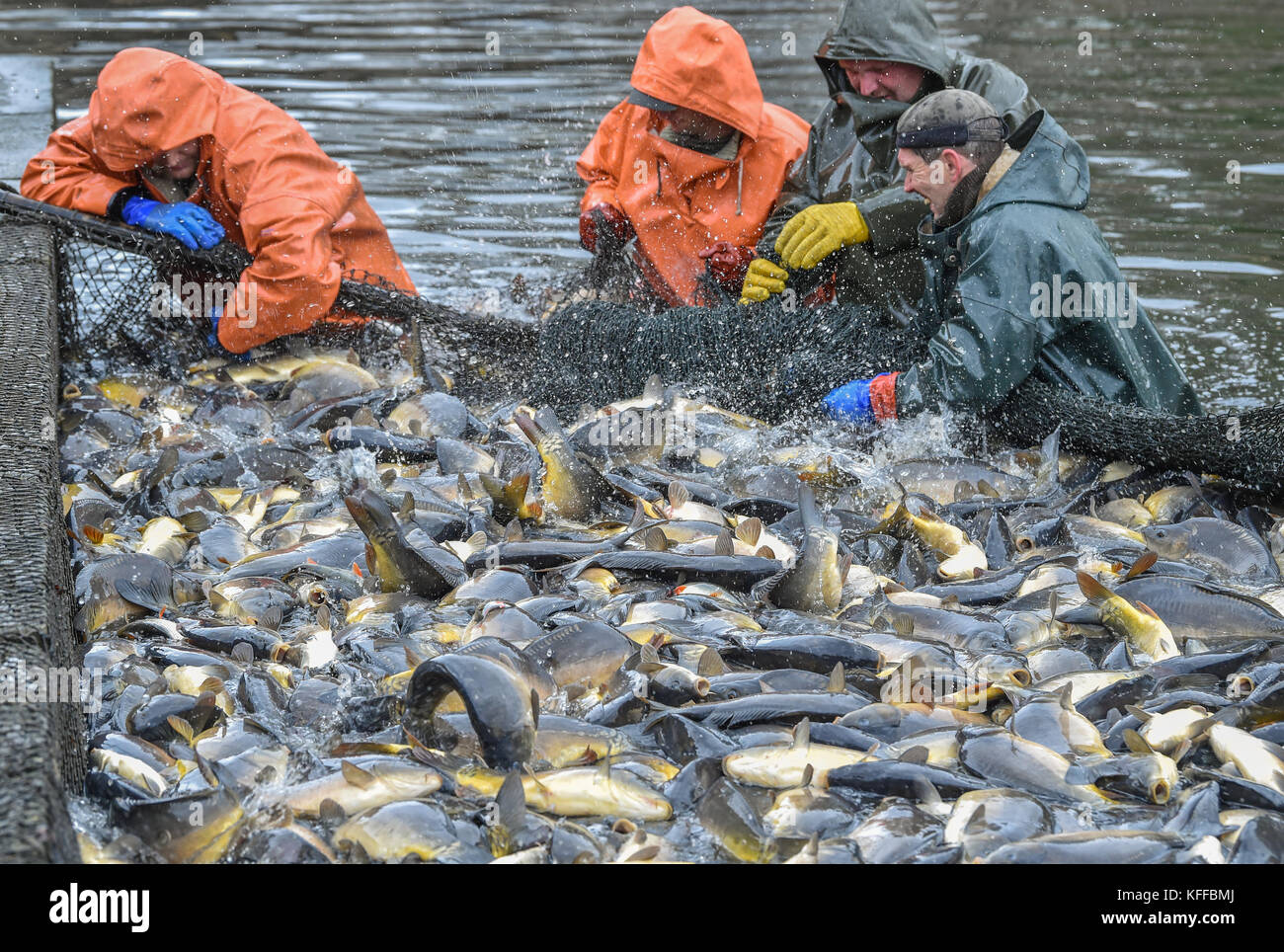 Peitz, Germany. 28th Oct, 2017. Workers from the Peitzer Edelfisch GmbH ...