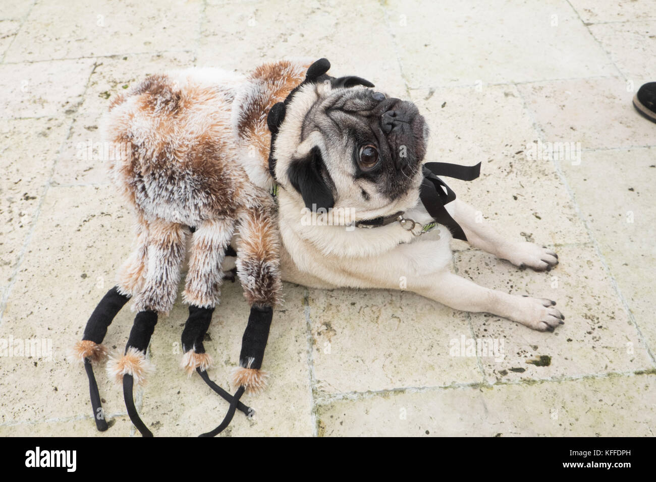 Laugharne, Carmarthenshire, Wales UK. 28th Oct, 2017. Rolo, a pug dog ...