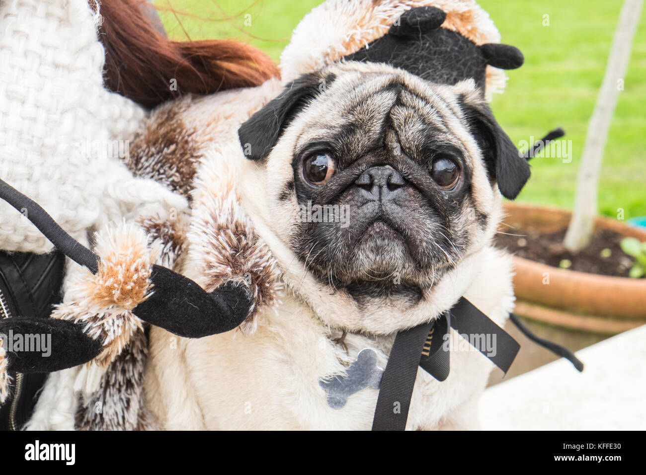 Laugharne, Carmarthenshire, Wales UK. 28th Oct, 2017. Rolo, a pug dog ...