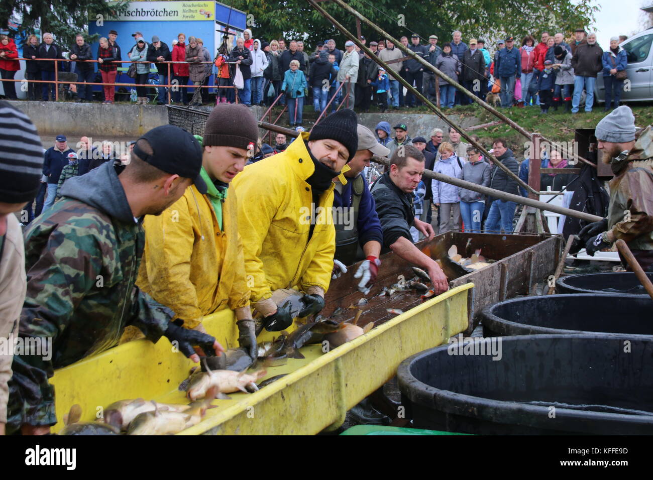 Non Predatory Fish High Resolution Stock Photography and Images - Alamy