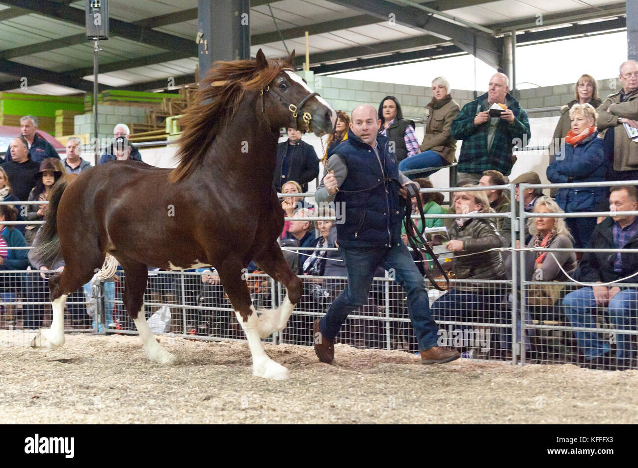 Builth Wells, Powys, Wales, UK. 28th October, 2017. Welsh Cobs Section ...