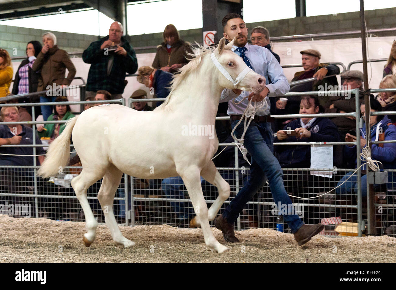 Builth Wells, Powys, Wales, UK. 28th October, 2017. Welsh Cobs Section ...
