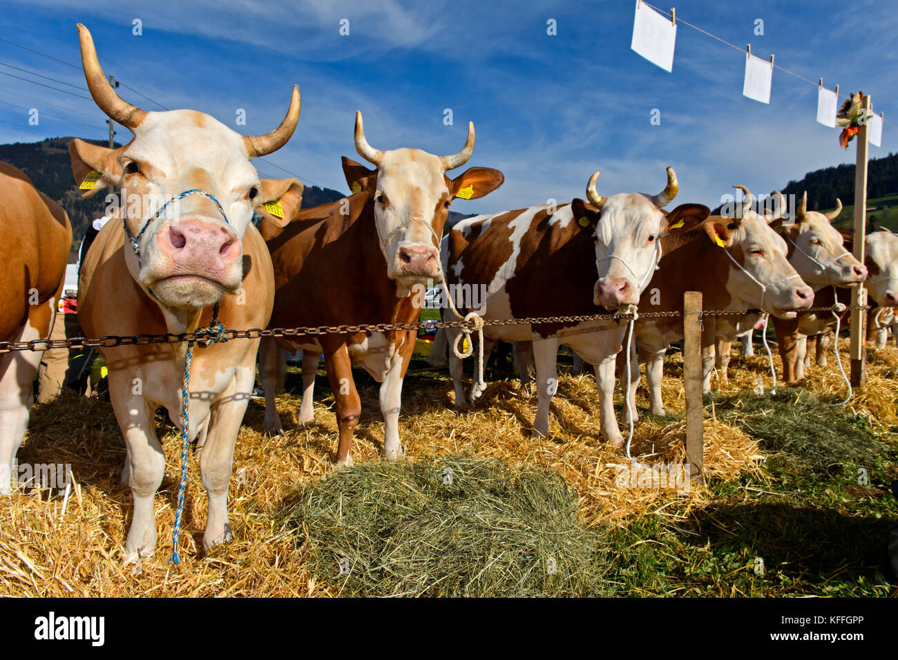 Simmental Cattle Stock Photos & Simmental Cattle Stock Images - Alamy