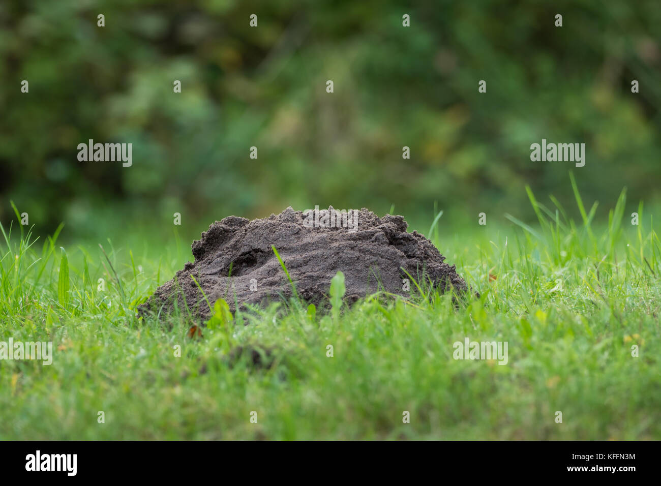 Mole on heap soil garden hi-res stock photography and images - Alamy
