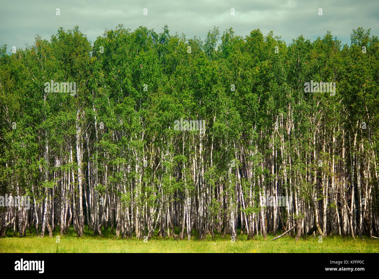 Berezka High Resolution Stock Photography and Images - Alamy