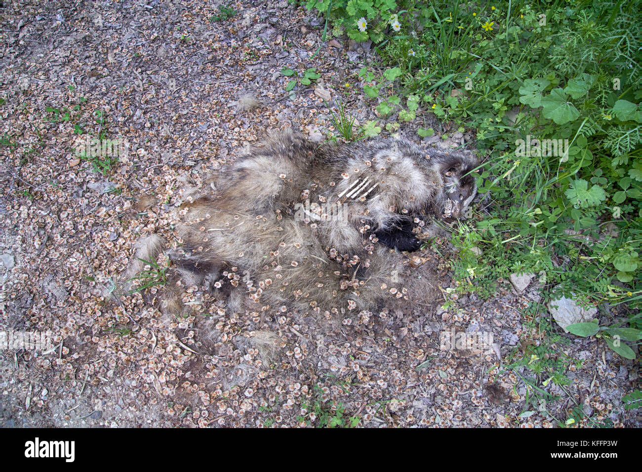 Semi decomposed dead badger (Meles meles) on roadside. Cars kill ...