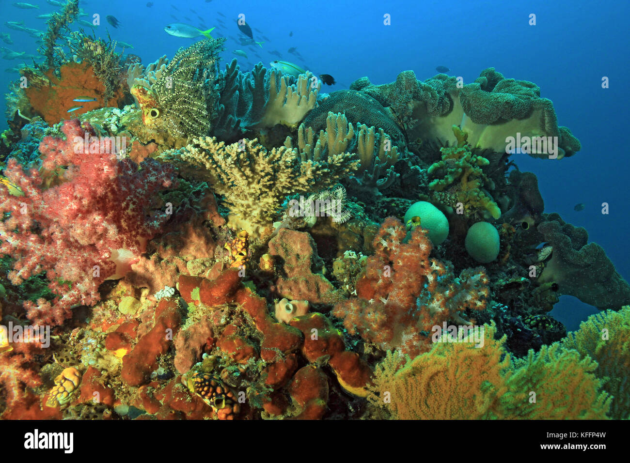 Colorful Coral Reef against Blue Water. Dampier Strait, Raja Ampat ...