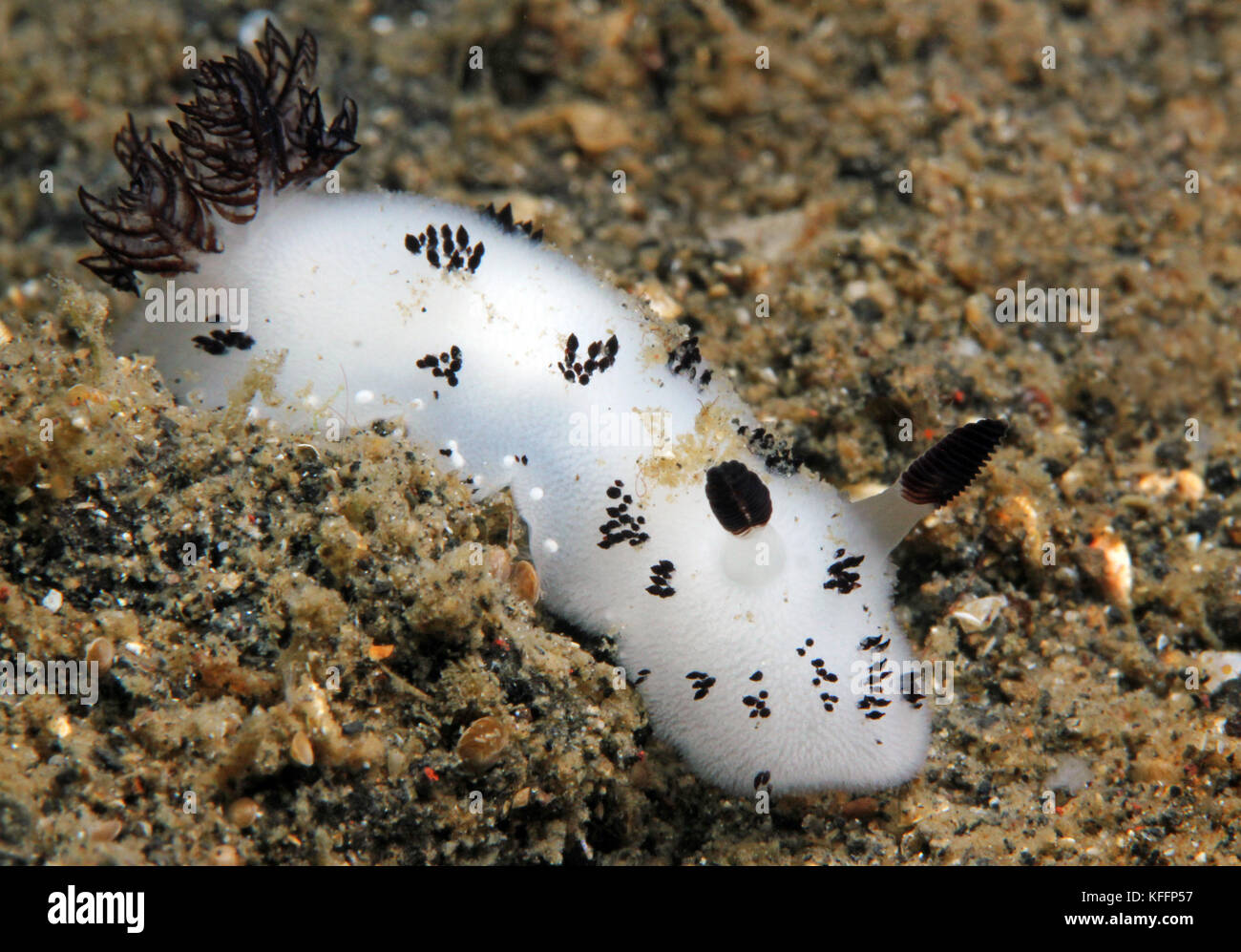 Black and White Jorunna (Jorunna Funebris, aka Dotted Nudibranch ...
