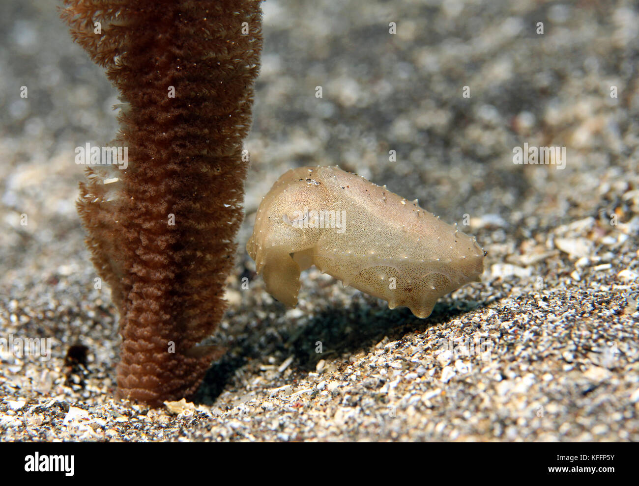 Pygmy Cuttlefish (Sepia bandensis). Bunaken, Indonesia Stock Photo - Alamy