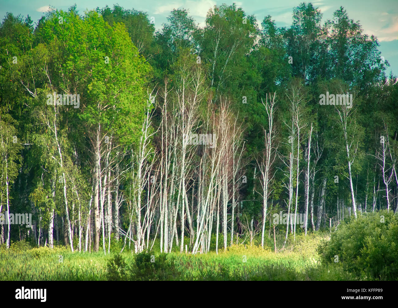 Beautiful landscape grows in middle zone of Russia tree Berezka Stock ...