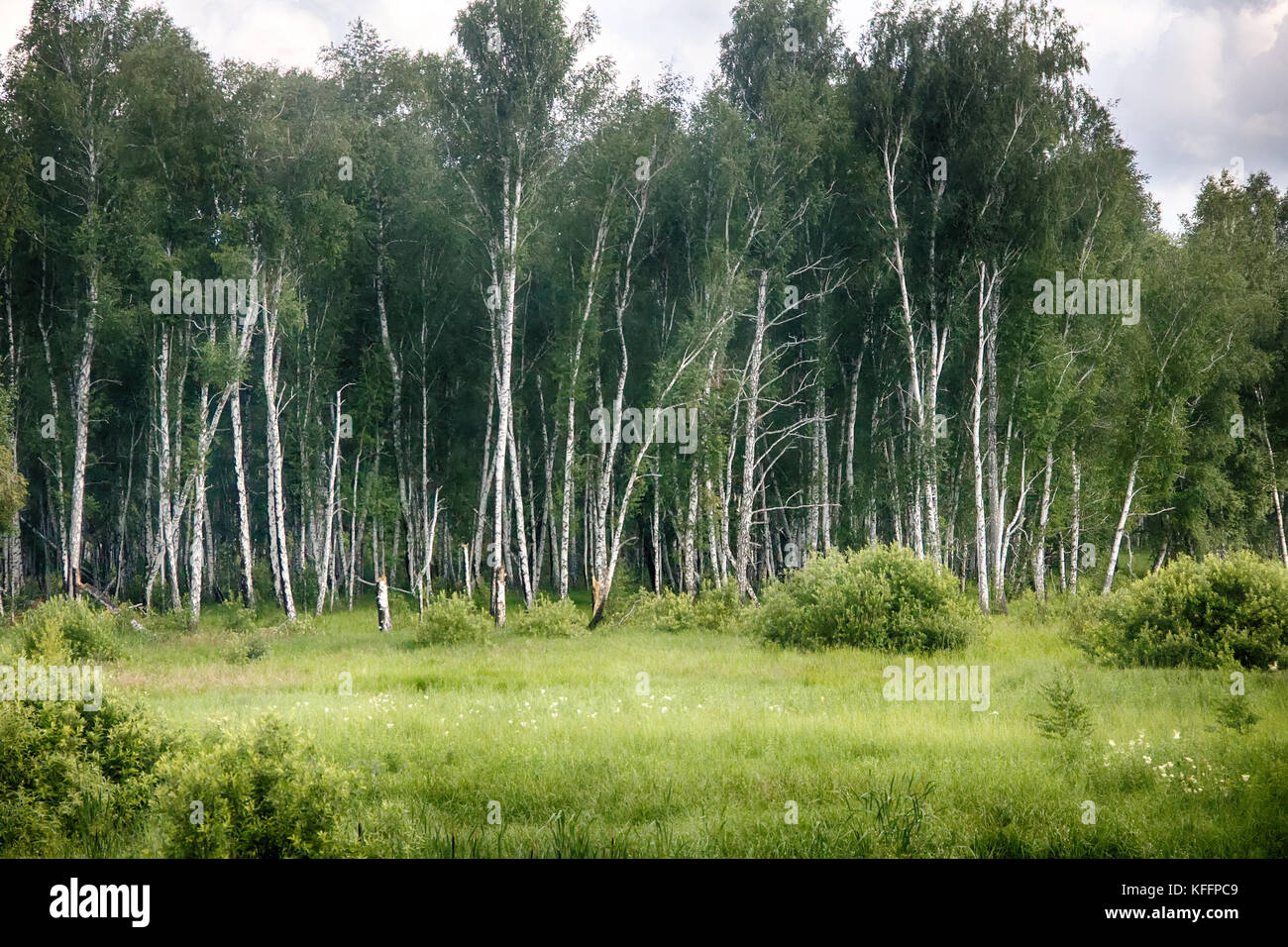 Beautiful landscape grows in middle zone of Russia tree Berezka Stock ...