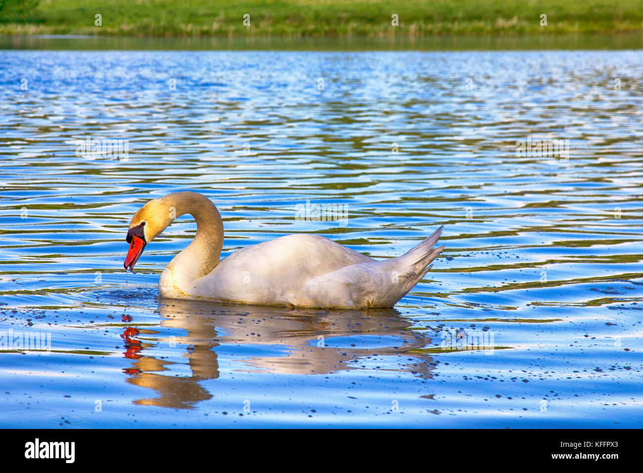 Mute Swan said most beautiful Regal bird because it effectively reveals ...