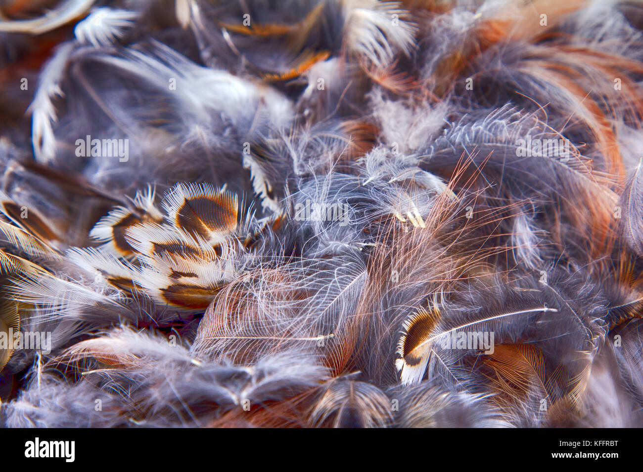 background from feathers of birds close up Stock Photo - Alamy