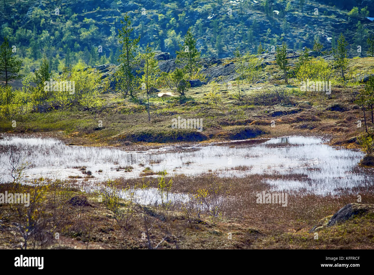 northern polar mountain tundra landscape with marshland in summer Stock ...