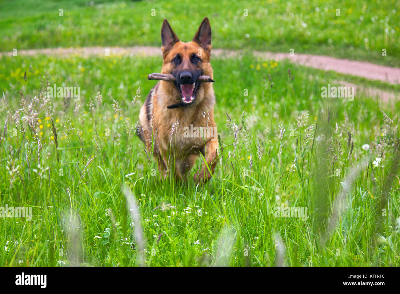 German shepherd on green grass in park. around summer green beautiful ...