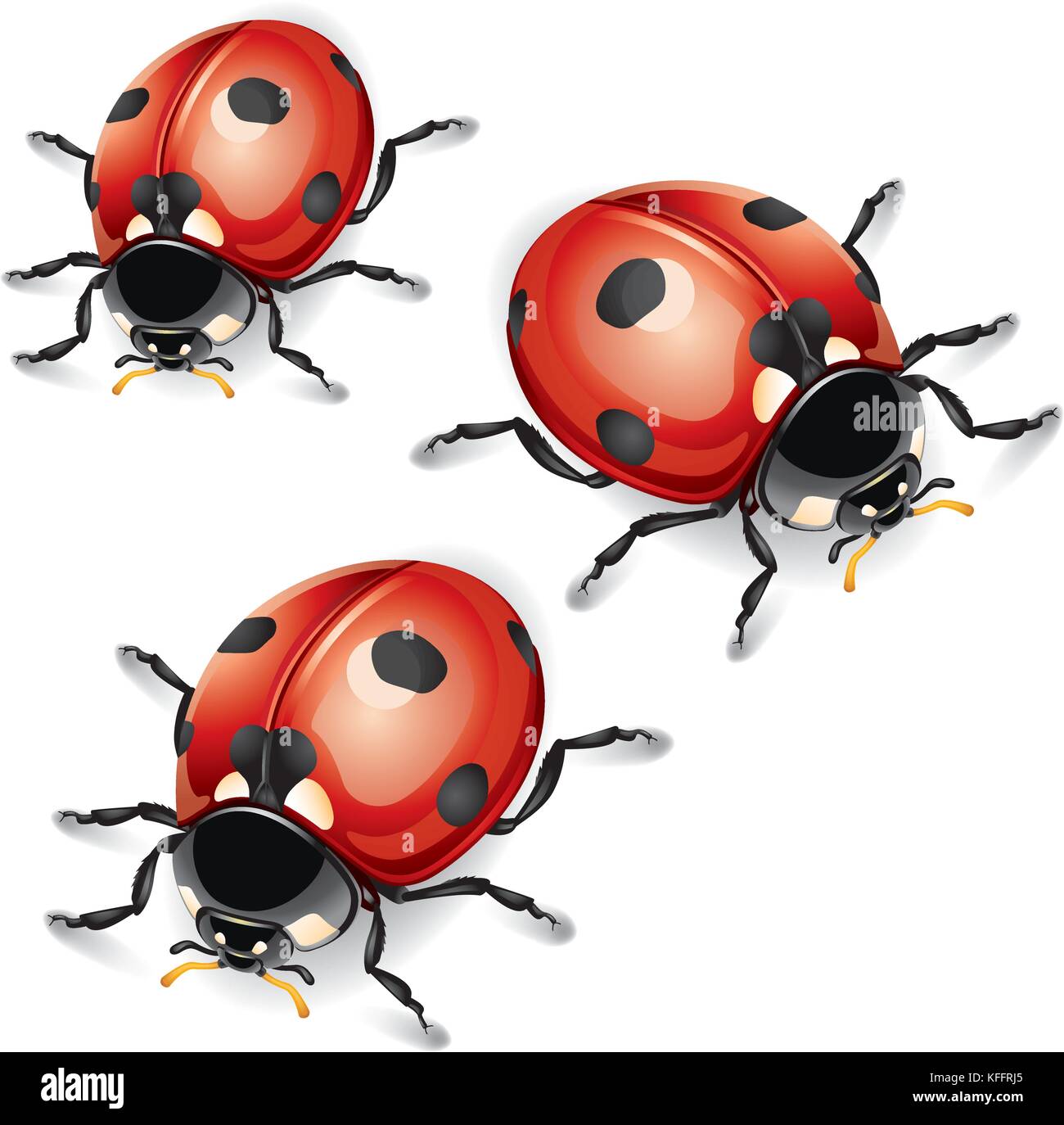 Ladybug vector illustration Stock Vector Image & Art - Alamy Ladybug vector illustration Stock Vector Image & Art - Alamy