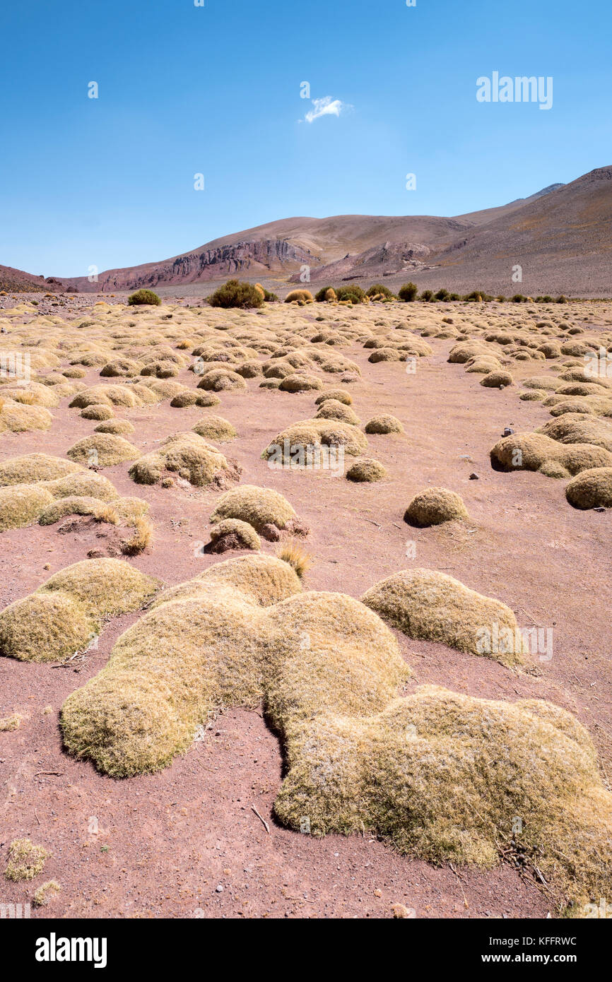 Area salta province argentina hi-res stock photography and images - Alamy