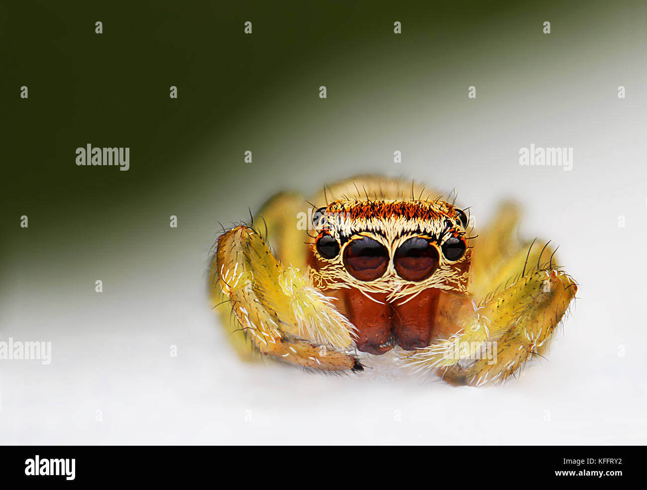 Spider, a colored background on the various pictures taken with Super ...
