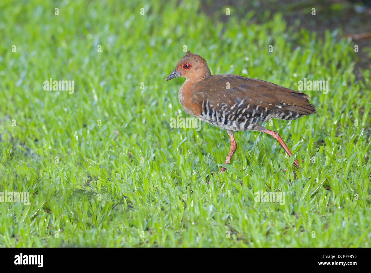 Red leg crake hi-res stock photography and images - Alamy