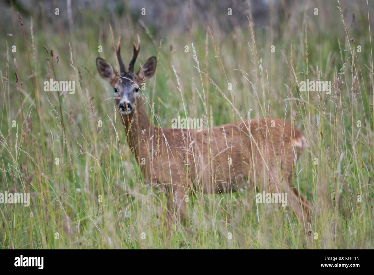 C capreolus hi-res stock photography and images - Alamy