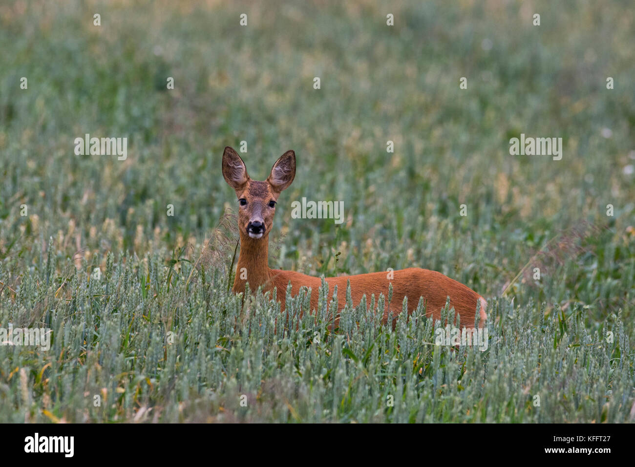 Roe doe deer feeding hi-res stock photography and images - Alamy