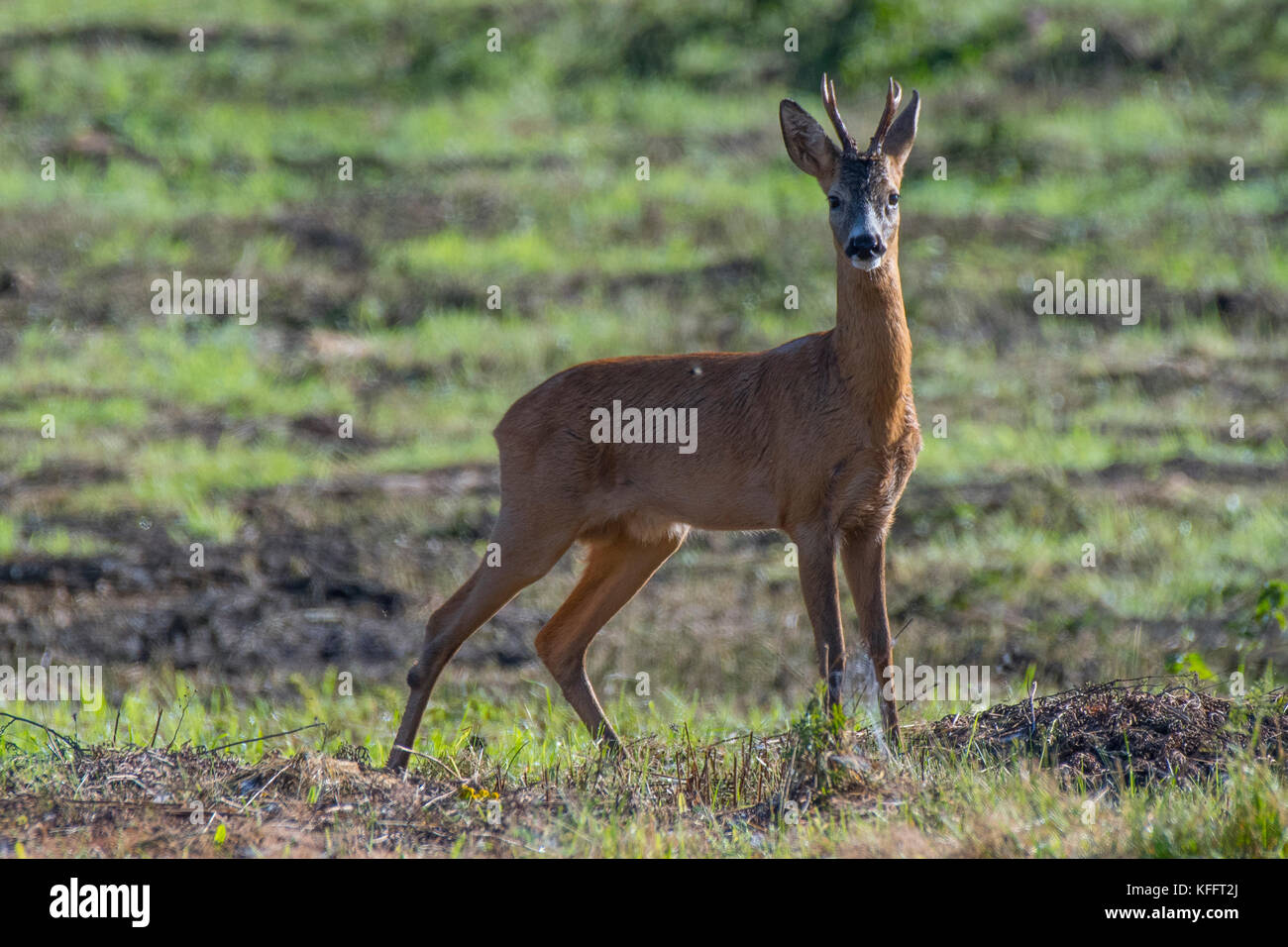 A well grown roebuck is running away , Scania Sweden Stock Photo - Alamy