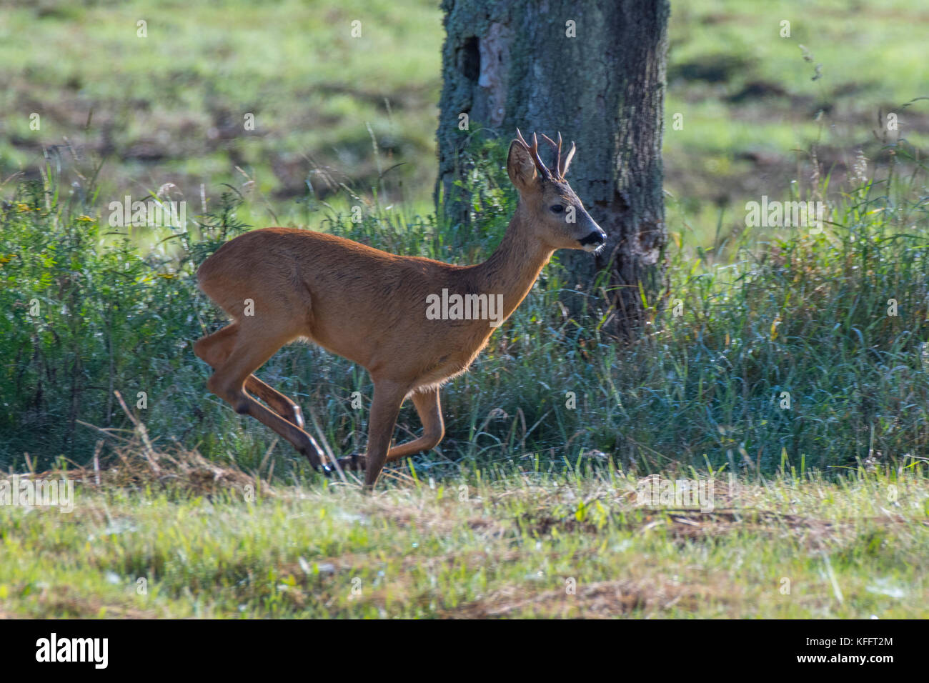 A well grown roebuck is running away , Scania Sweden Stock Photo - Alamy