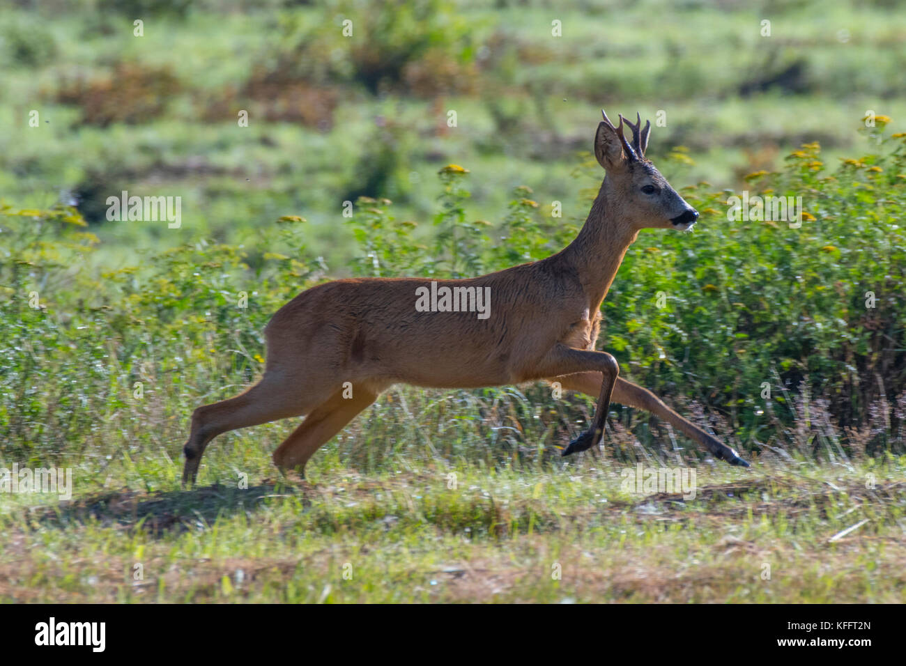 A well grown roebuck is running away , Scania Sweden Stock Photo - Alamy